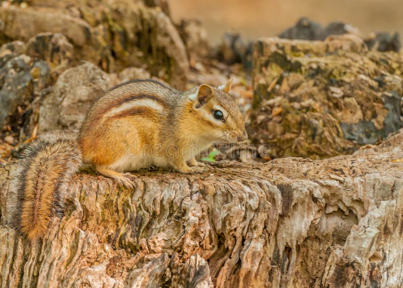 Chipmunk 4 stock photo. Image of woods, wildlife, animal - 94418