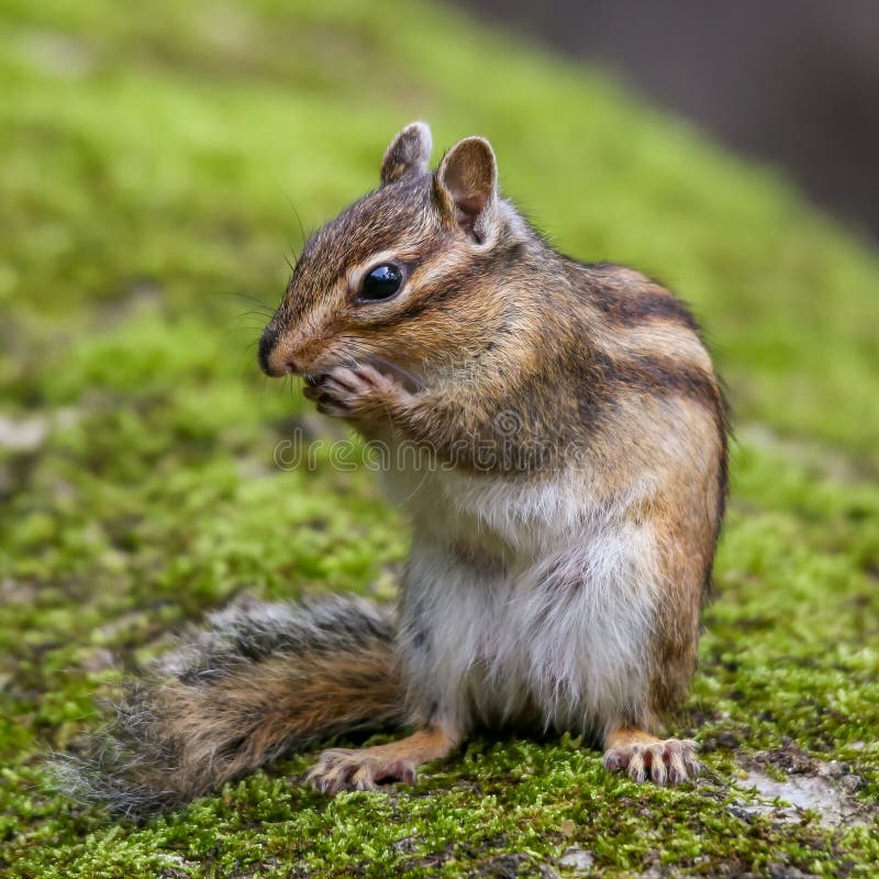 Of a Chipmunk Perched on a Vibrant Green Mossy Log Stock Image - Image ...