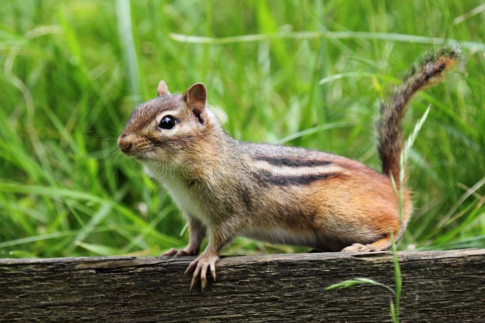 Chipmunk stock image. Image of little, small, stripe - 36151731