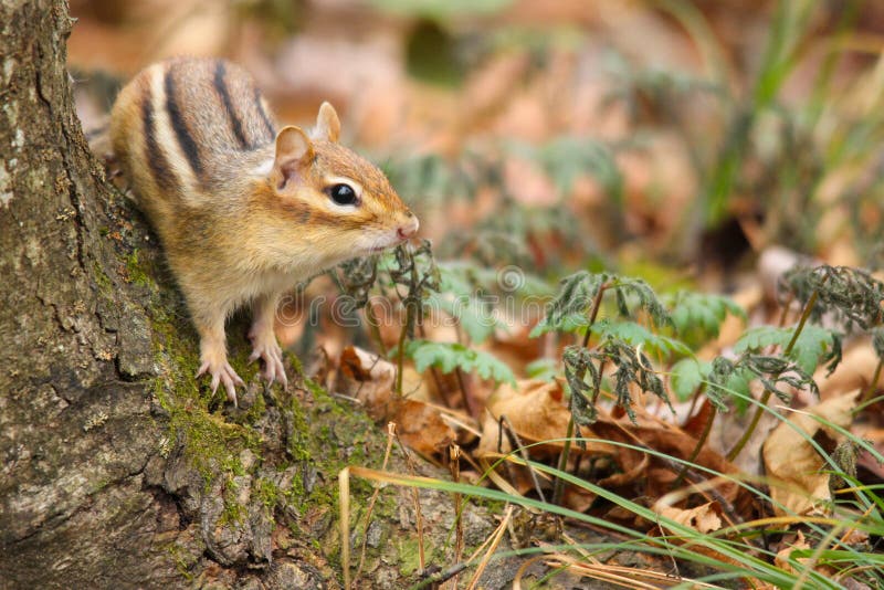 242 Chipmunk Stump Forest Photos - Free & Royalty-Free Stock Photos ...