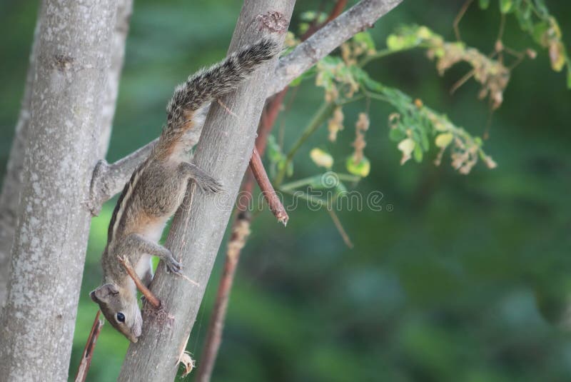 1,246 Indian Chipmunk Stock Photos - Free & Royalty-Free Stock Photos ...