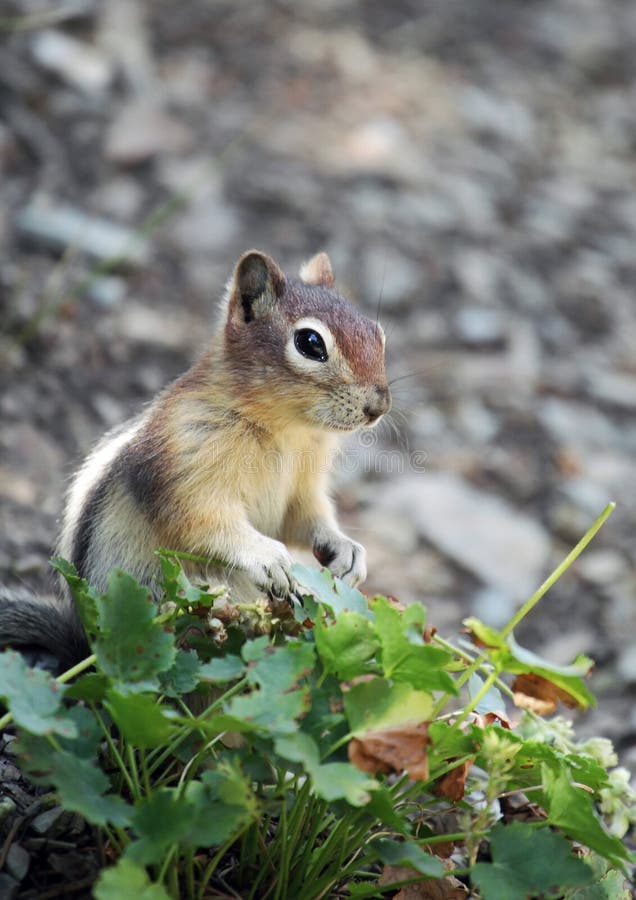 Chipmunk stock photo. Image of closeup, fluffy, cute - 44405236