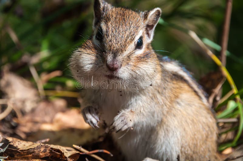 Portrait of chipmunk stock image. Image of squirrel, tamias - 6213157