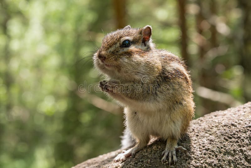 143 Smiling Chipmunk Stock Photos - Free & Royalty-Free Stock Photos ...