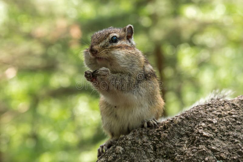 Chipmunk portrait stone stock image. Image of animal - 55684543