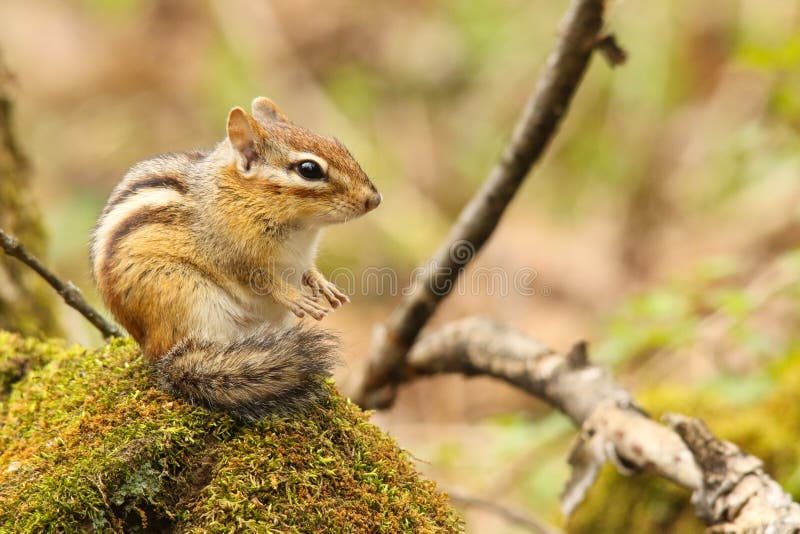 Chipmunk stock image. Image of mammal, stump, pose, moss - 43918859