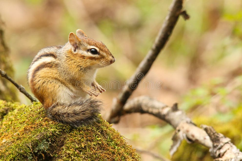 Chipmunk stock image. Image of mammal, stump, pose, moss - 43918859