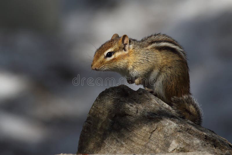 Chipmunk in a prayer state stock image. Image of furry - 241228897