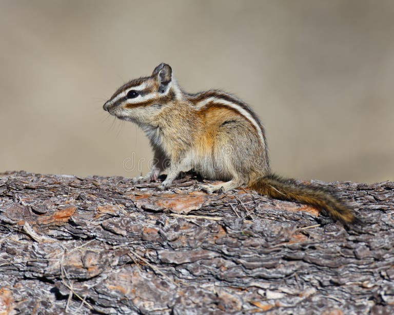 Chipmunk profile view stock photo. Image of animal, striped - 40100220