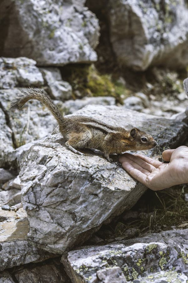 Chipmunk Reaching for a Human Hand Stock Image - Image of conservation ...