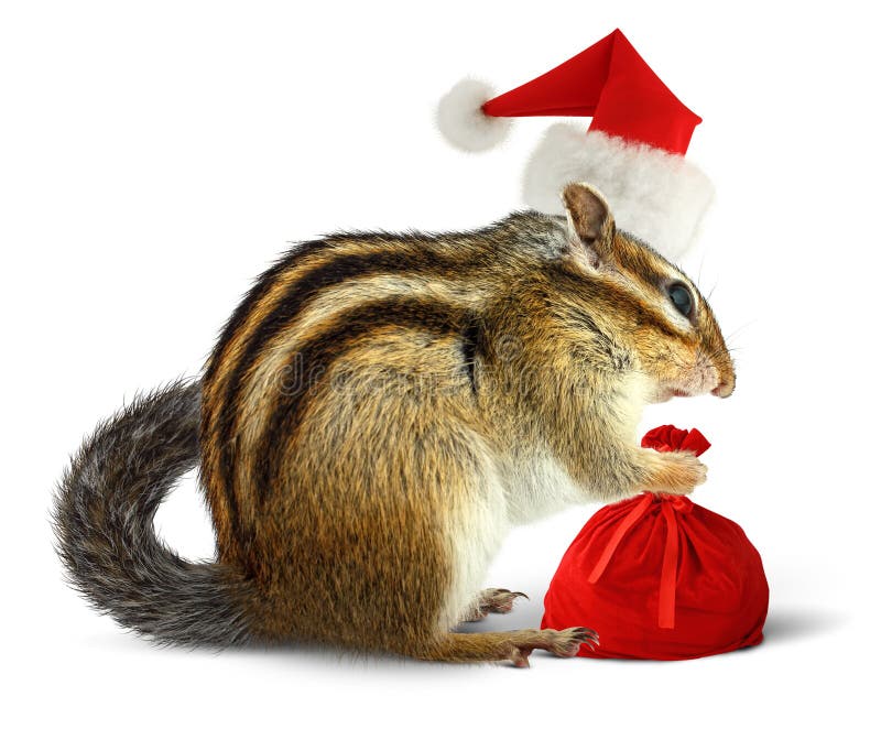 Chipmunk in Red Santa Claus Hat with Santas Bag Stock Photo - Image of ...