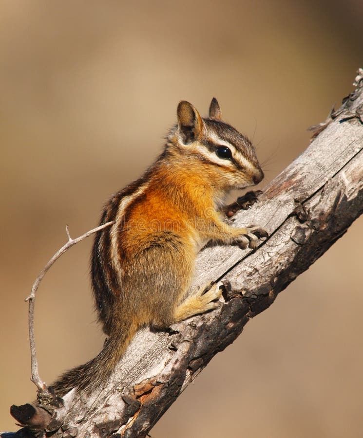 Chipmunk stock image. Image of branch, brown, twig, small - 87330761