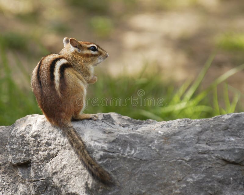 Alaska - Denali National Park - Chipmunk Stock Photo - Image of states ...