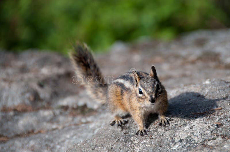 Cute Chipmunk, profile stock image. Image of brown, leaves - 2929365