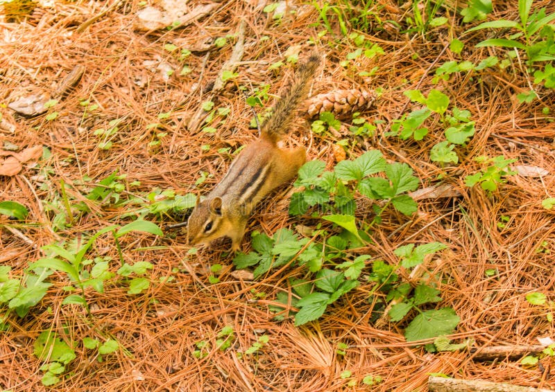 A Chipmunk Running Around in the Grass Having Fun Stock Photo - Image ...