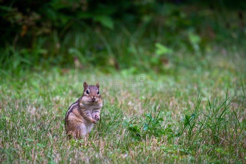 Chipmunk in the Grass in Wisconsin Stock Image - Image of plant ...