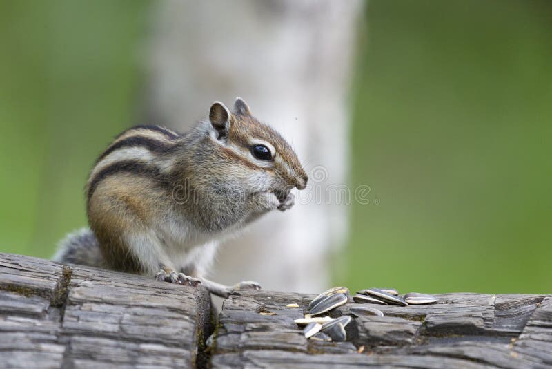 Chipmunk Sits on a Log Close Up. Russia, Buryatia Stock Image - Image ...