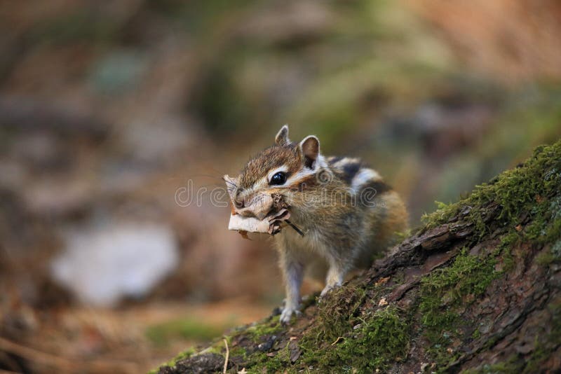 The chipmunk. stock image. Image of nature, wildlife - 120146107