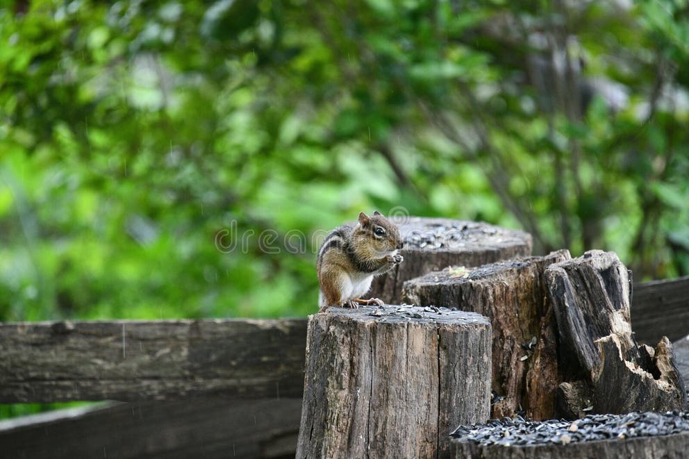 Chipmunk on Tree Stump in Lush Greenery Stock Image - Image of fauna ...