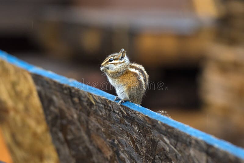 Chipmunk sitting stock photo. Image of holding, peanut - 76788830
