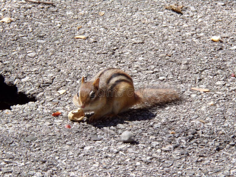 Chipmunk stock photo. Image of food, wildlife, rodent - 273727940