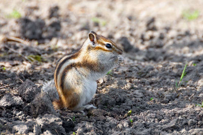 Chipmunk Sitting on the Ground and Eating Stock Photo - Image of cheeks ...