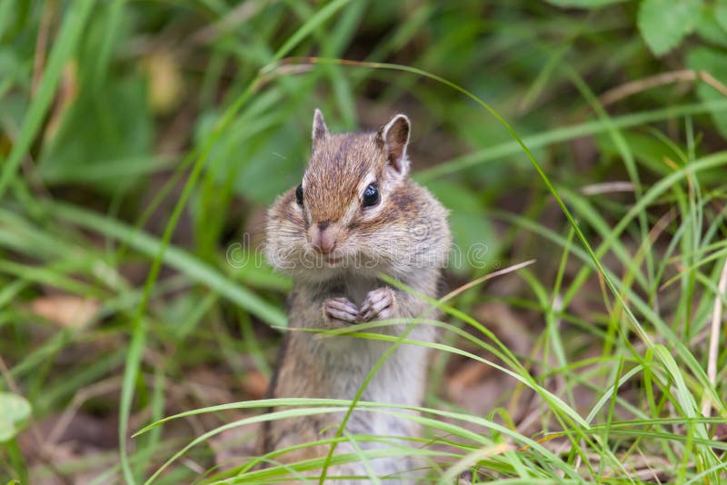 Chipmunk Sitting on Hinder Legs Stock Photo - Image of rodent, wool ...