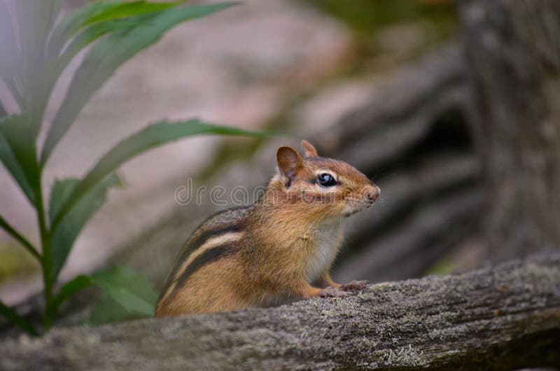 Chipmunk sitting on log stock photo. Image of outside - 32196420