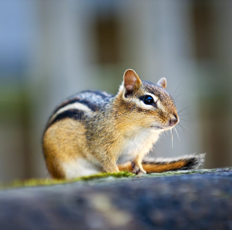 Chipmunk sitting on log stock photo. Image of outside - 32196420