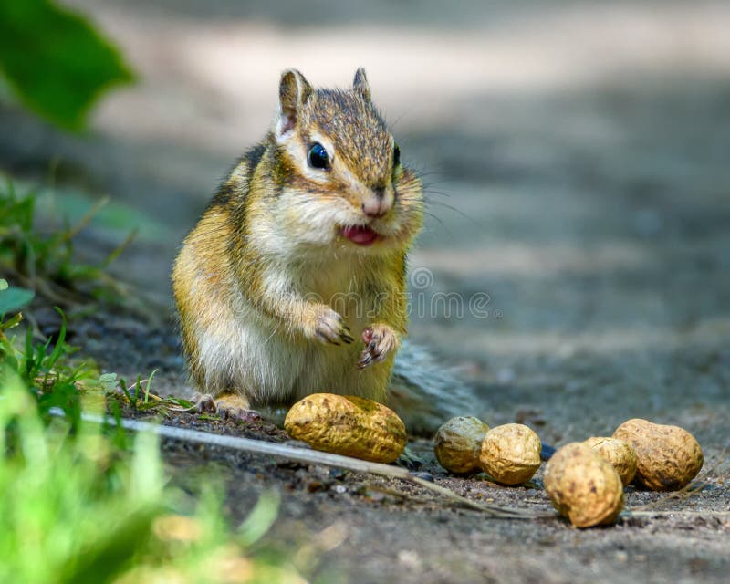Chipmunk Sitting on the Path, Close-up Stock Image - Image of mammal ...