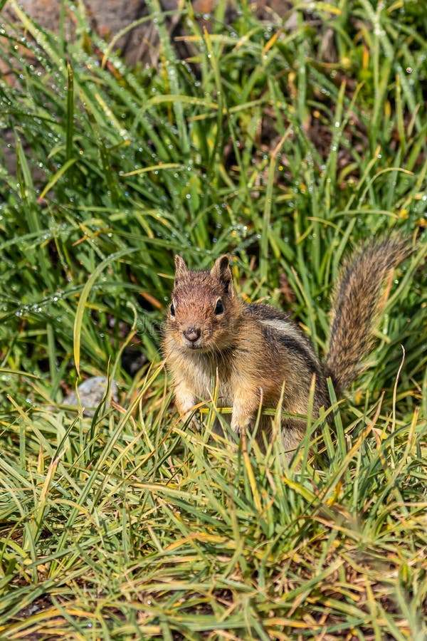 Vertical Shot of Chipmunk Sitting in Clump of Grass Stock Photo - Image ...