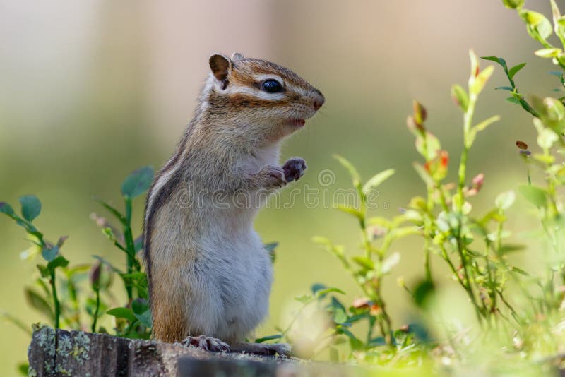 Chipmunk Sitting on the Tree Stock Image - Image of sitting, brisk ...