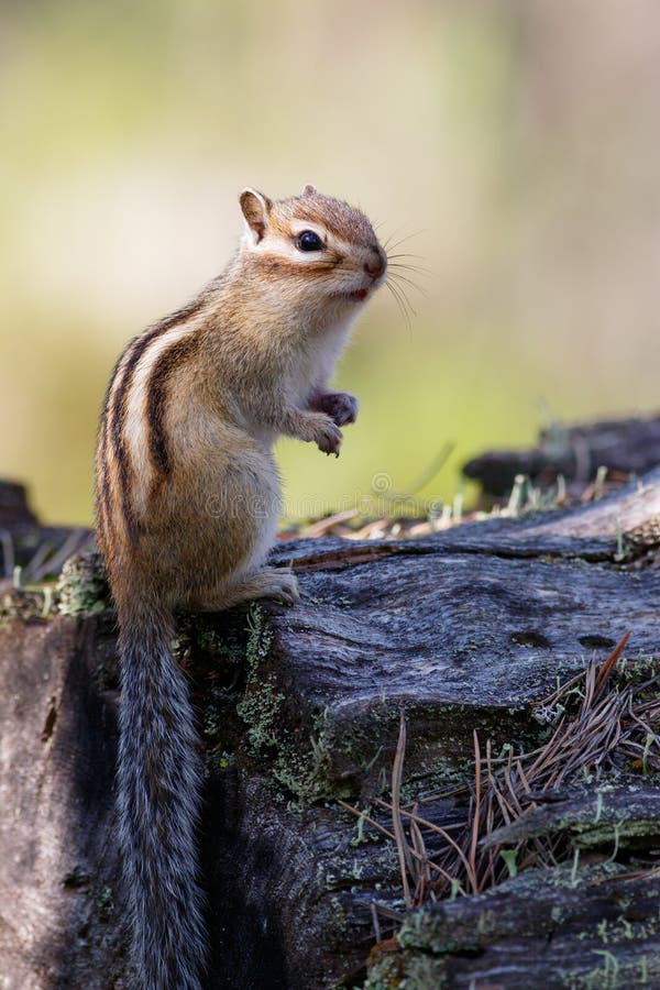 Chipmunk Sitting on the Tree Stock Photo - Image of tree, brisk: 120885008
