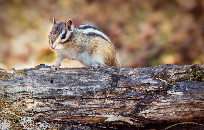 Chipmunk Sitting on a Tree Branch Stock Image - Image of looking, tree ...