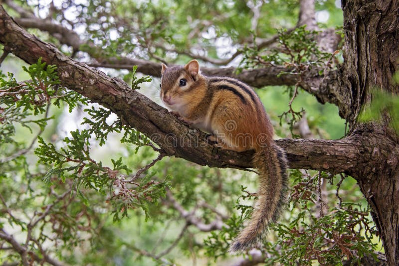 Chipmunk Sitting on a Tree Branch Stock Image - Image of creature ...