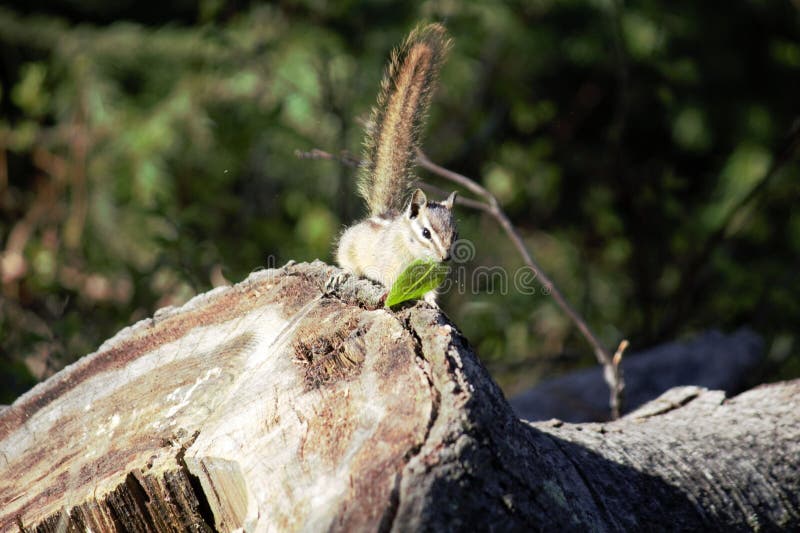 Allen s Chipmunk stock photo. Image of moth, insect - 341064342