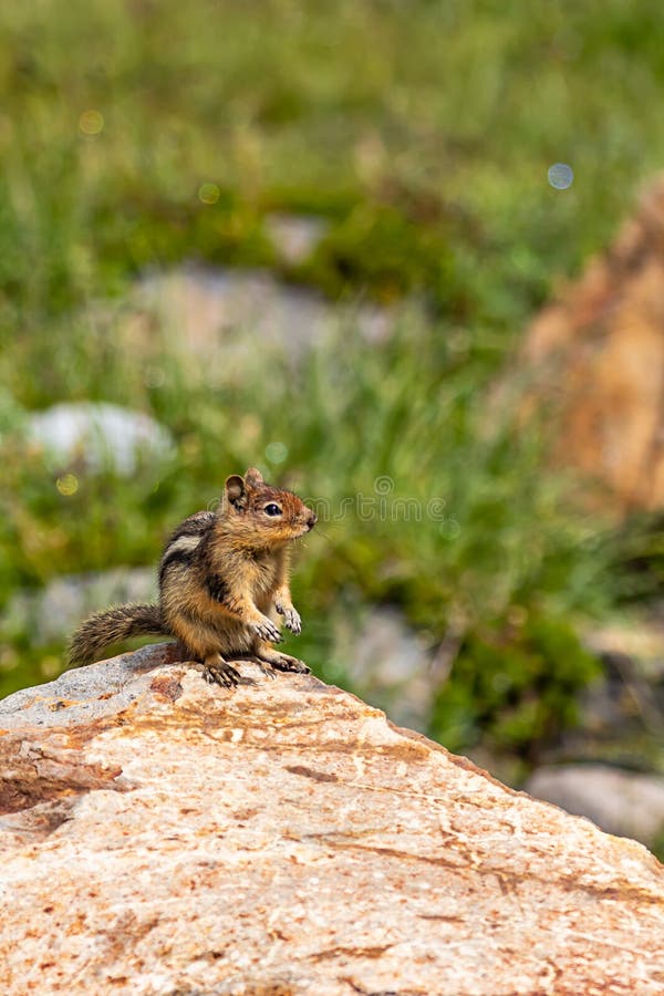 Chipmunk Sitting Up To Look Around from Large Rock Stock Image - Image ...