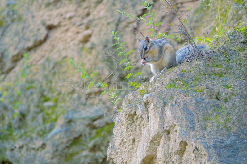 Chipmunk on slope stock photo. Image of small, loess - 280597268