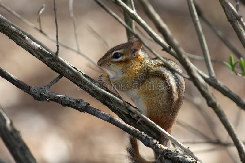 Chipmunk among branches stock photo. Image of chipmunk - 6158808
