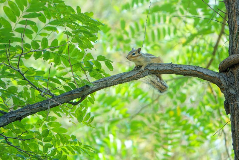 Chipmunk stock image. Image of forest, chipmunk, summer - 158479803