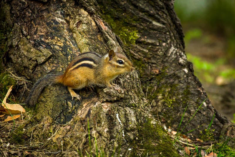 Chipmunk Spring Time stock image. Image of animal, chipmunk - 123855053