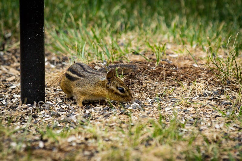 Chipmunk Spring Time stock photo. Image of alert, critter - 203599396