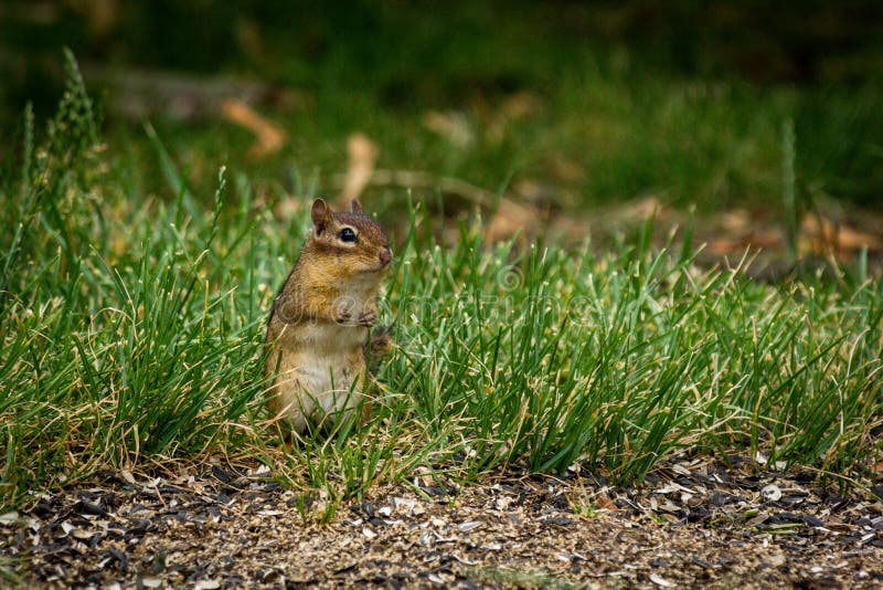 Chipmunk Spring Time stock photo. Image of alert, animal - 203599460