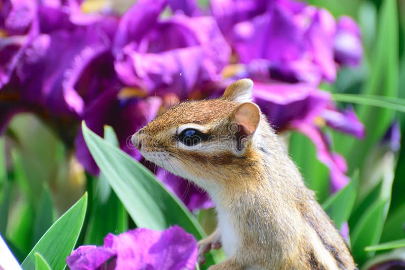 Chipmunk in Flowers stock photo. Image of animals, cute - 2375160