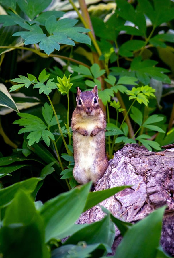 Cute Chipmunk Standing in Greenery Stock Image - Image of creature ...