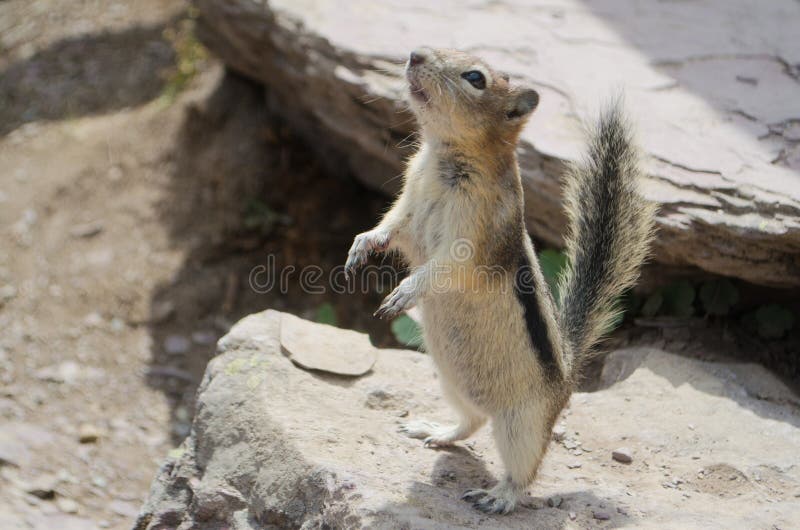Chipmunk Standing Still stock photo. Image of mammal, close - 4802860
