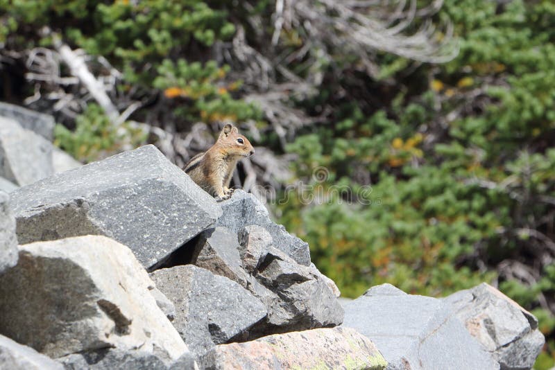 Chipmunk Standing on a Stone in a Mountainous Area ,USA, Washington ...