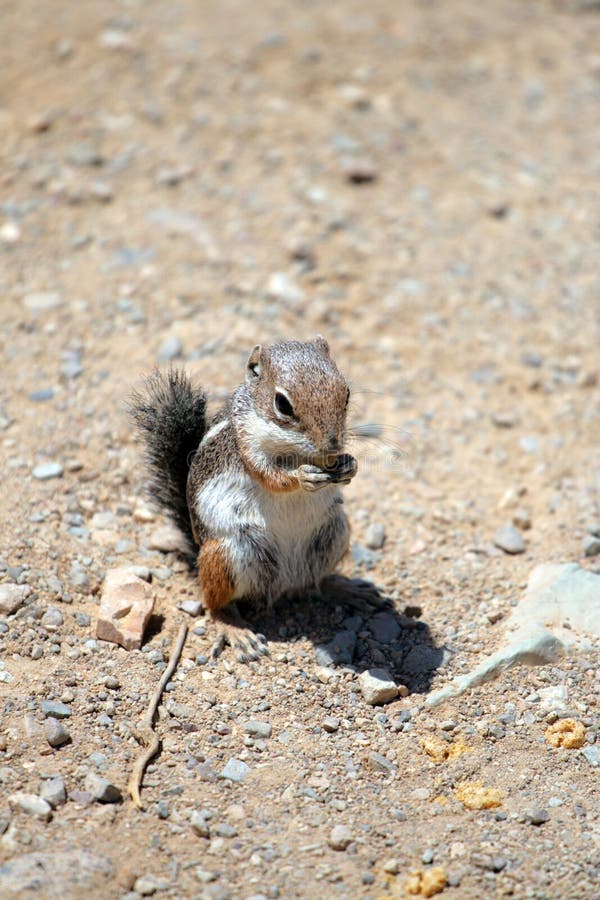 Chipmunk stock image. Image of cute, adorable, outside - 76551471