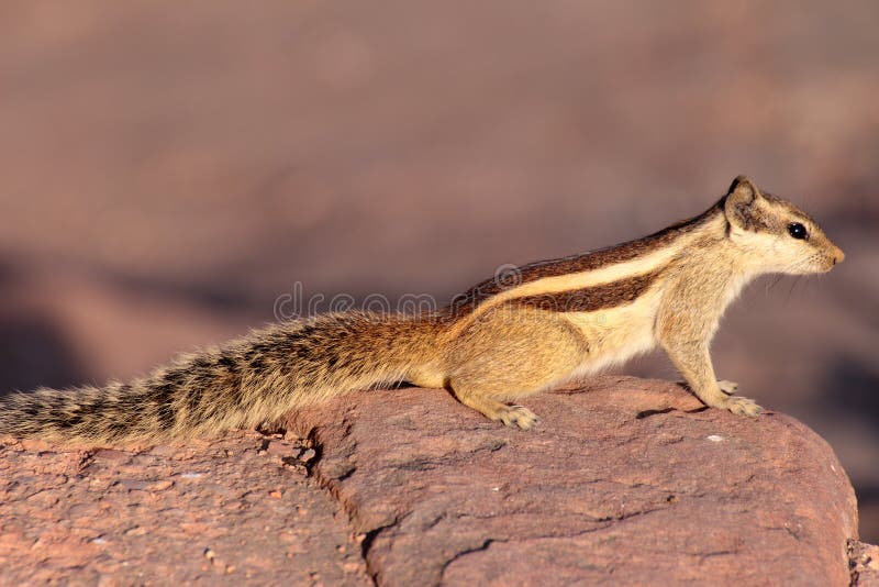 Chipmunk on stone stock image. Image of wilderness, mammal - 28973793