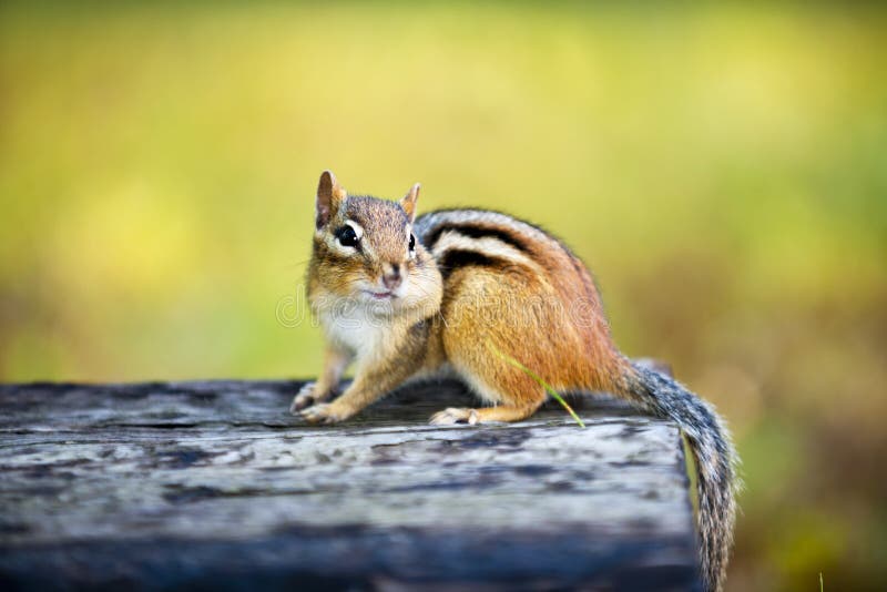 Chipmunk with Stuffed Cheek on Log Stock Image - Image of rodents ...